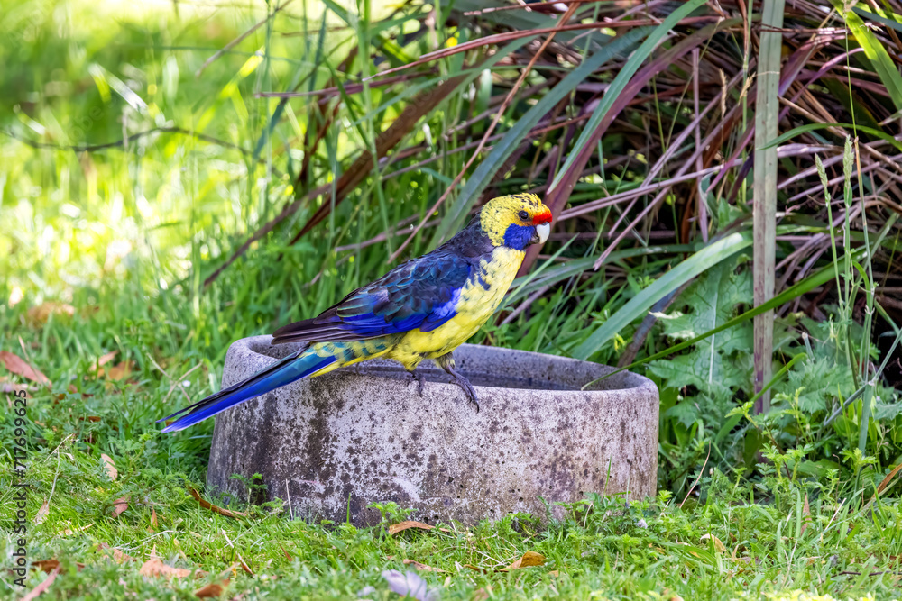Green Rosella, Platycercus caledonicus, also known as the Tasmanian Rosella, Yellow-billed ...