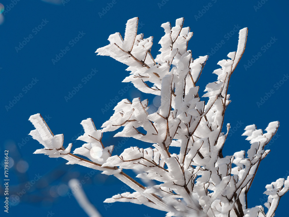 Snow and rime ice on the branches of bushes with blue sky background in ...