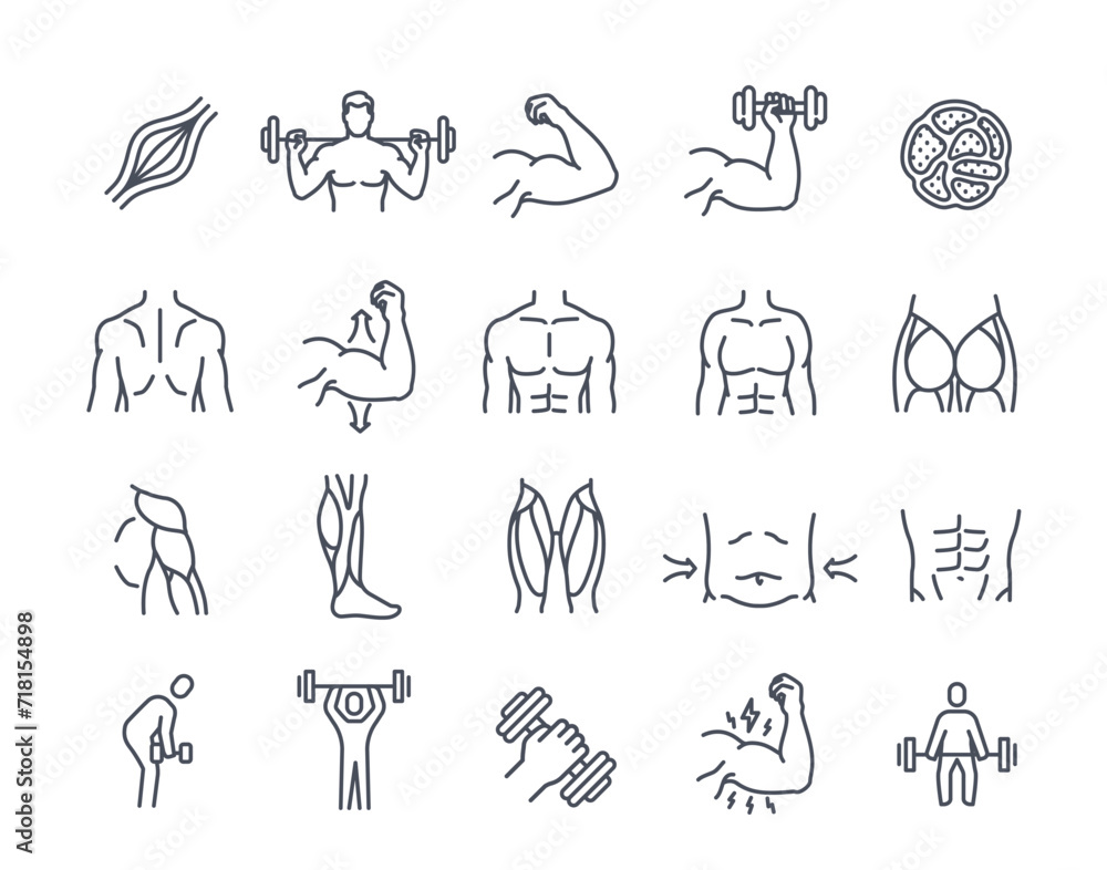 Stock-Vektorgrafik „Set of muscles line icons. Human body parts, muscle tissue, biceps ...