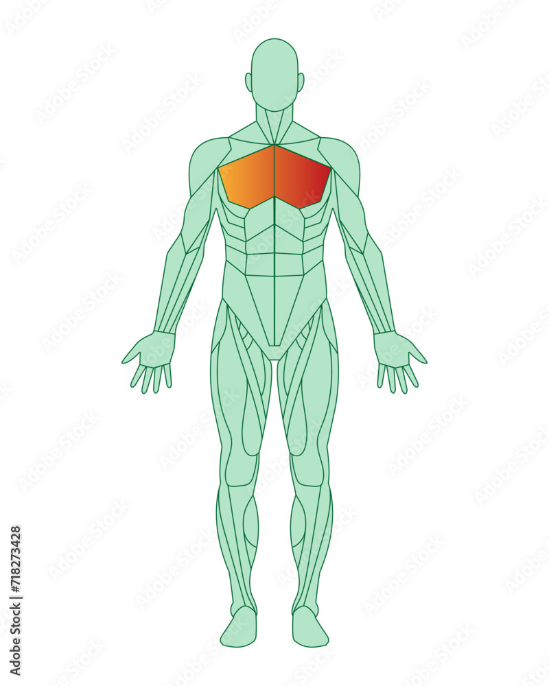 Figure of a man with highlighted muscles. Schematic of man body with ...
