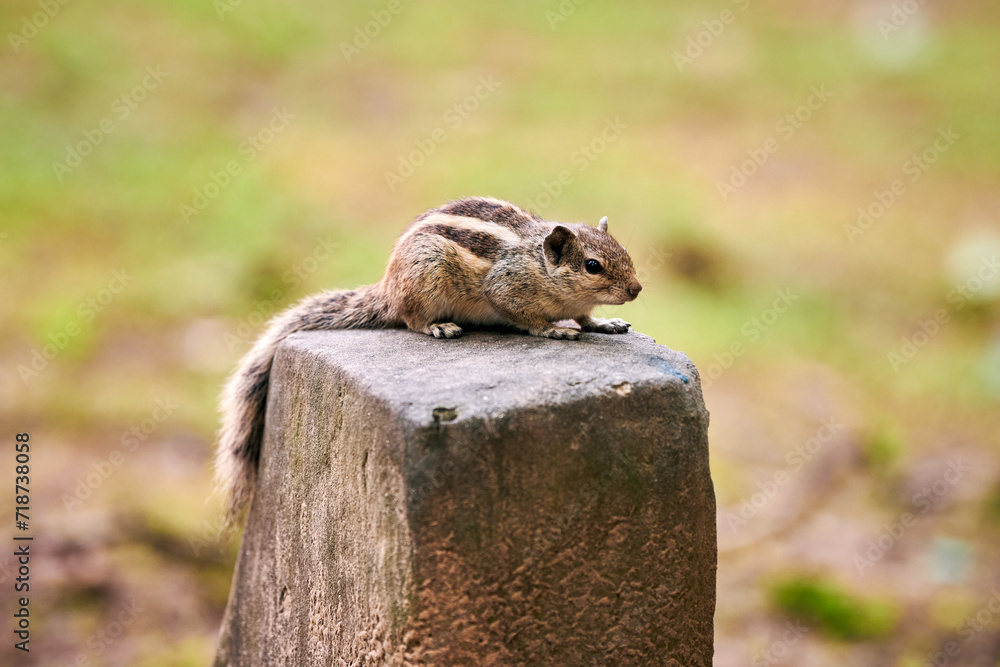 Cute little chipmunk sitting on rock in green park and looking around ...