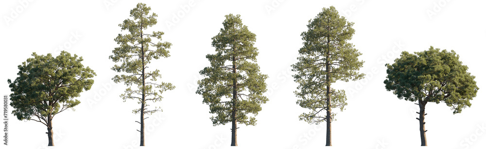 Pinus Pinaster Aiton (maritime, cluster)pine bush shrub and tree ...