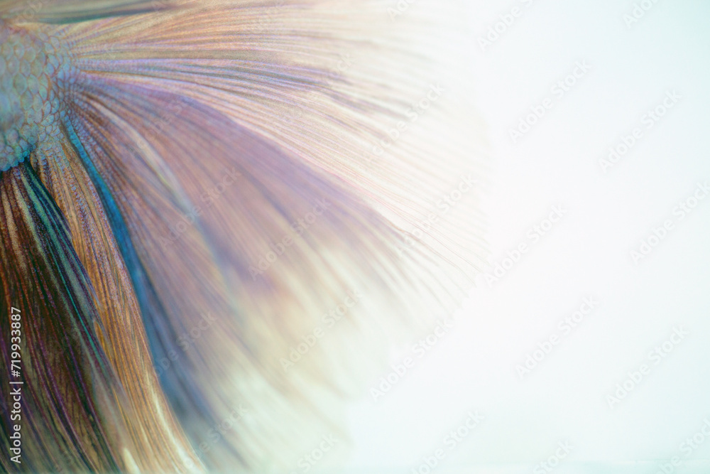 Dramatic close-up background featuring the extravagant tails of ...