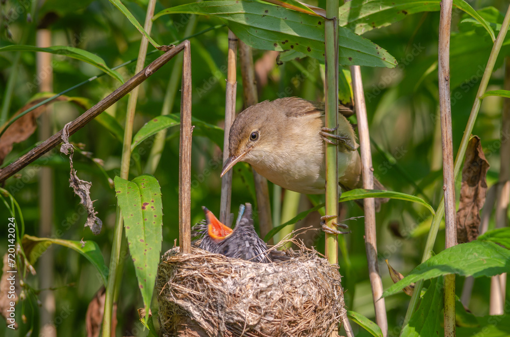 Common Reed Warbler (Acrocephalus scirpaceus) feeding a young Common ...