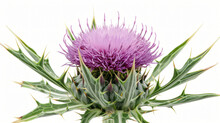 Purple Thistle Wildflower Close-up Free Stock Photo - Public Domain ...