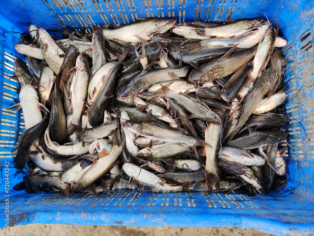 Freshwater catfish (Batasio) caught from the fishery and kept in basket ...