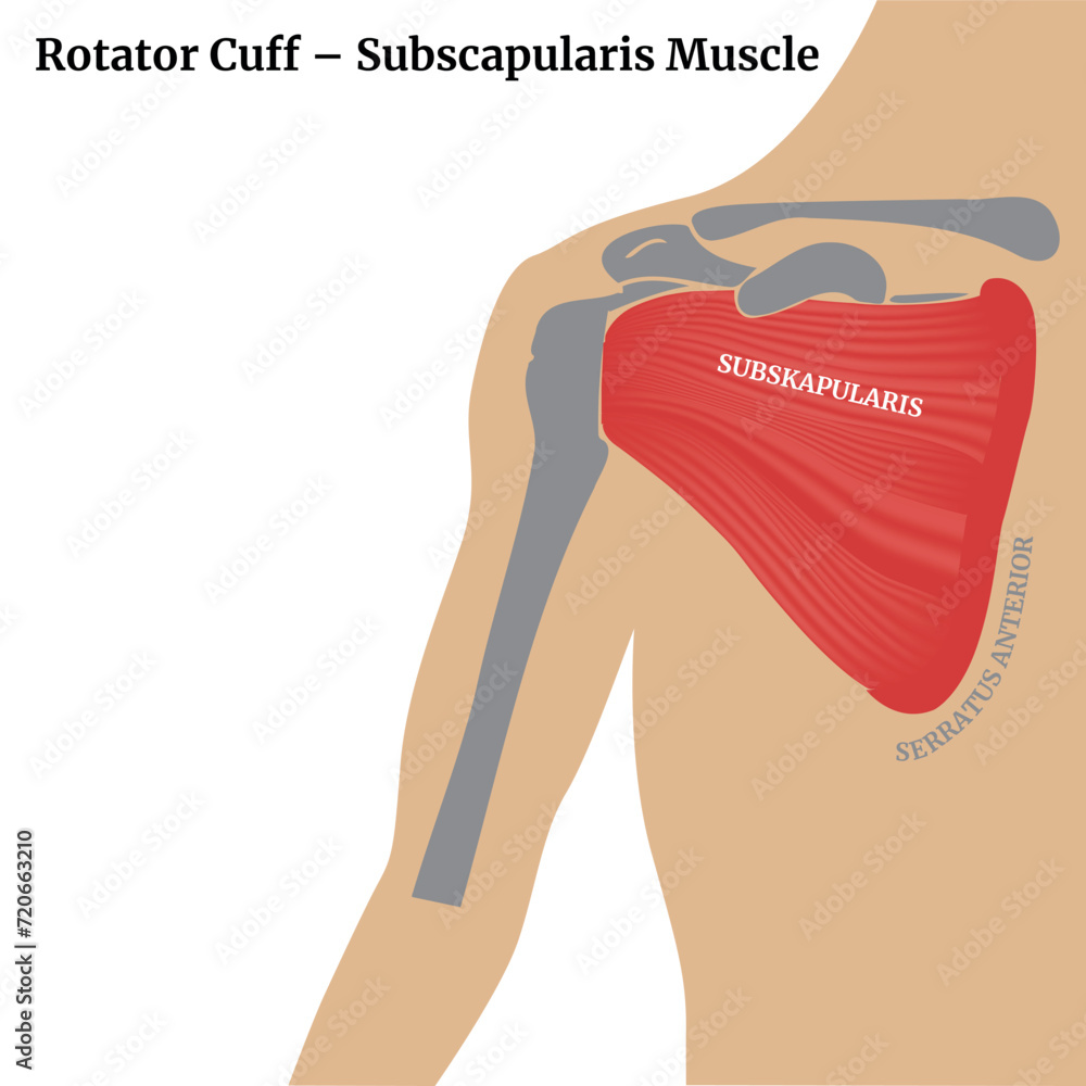 Vector de Stock Human anatomy. Rotator Cuff, Subscapularis Muscle. The ...