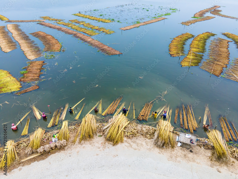 Farmers are busy separating jute fibre from stalks in a water body at ...