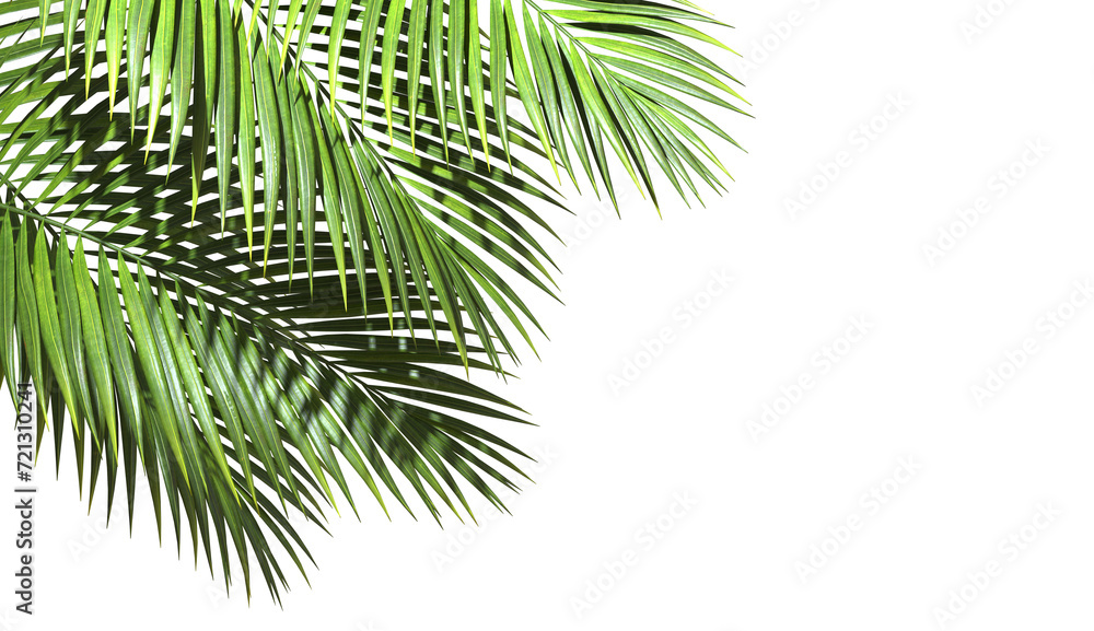 Green palm leaves realistic corner layout on transparent backgrounds 3d ...