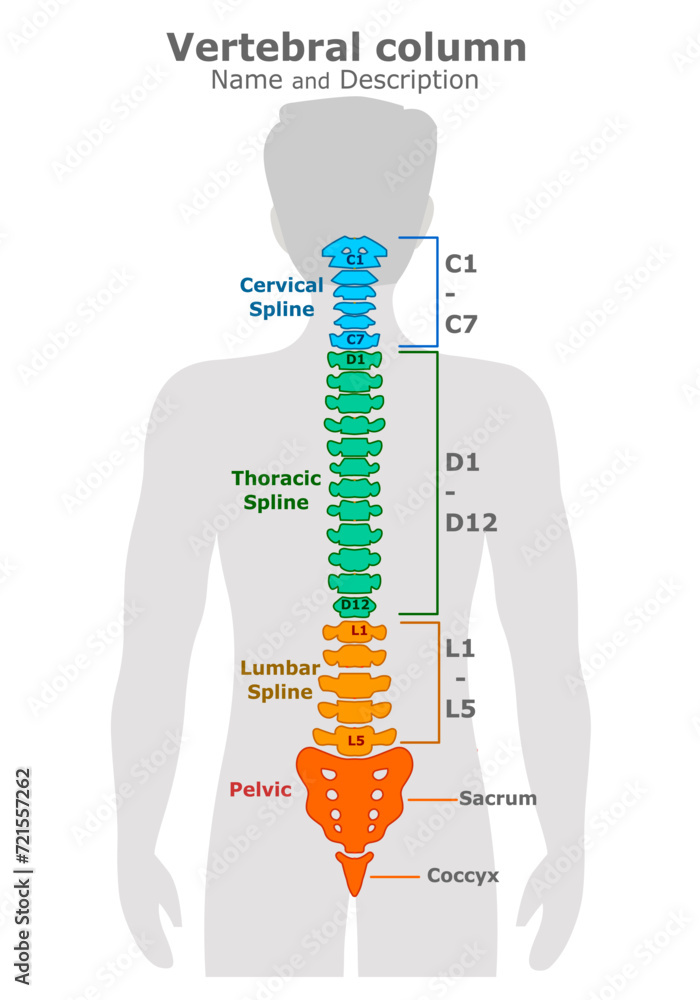 Vertebral column structure. Spine in the human body, location ...