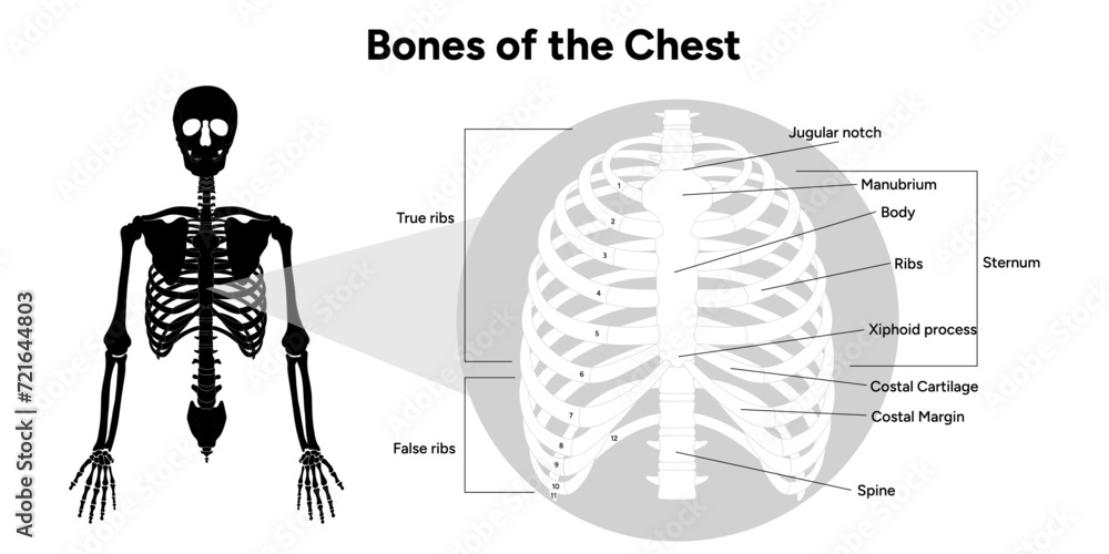 Bones of the chest human anatomy diagram x-infographic Stock Vector ...