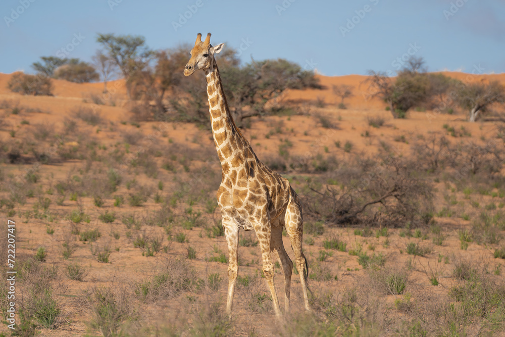 Giraffe - Giraffa camelopardalis giraffa, southern giraffe with red ...