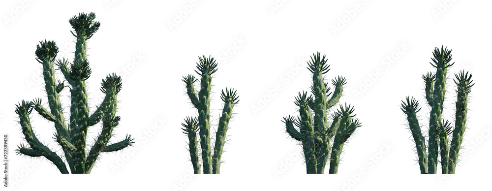 Austrocylindropuntia subulata eve's needle cactus opuntia pin set ...