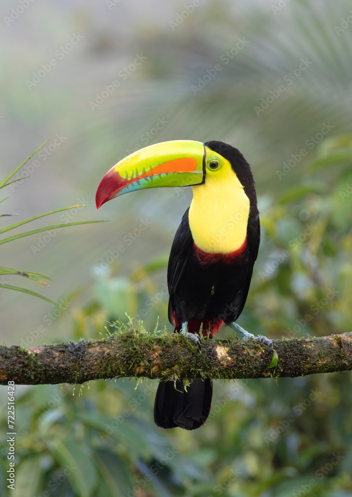 Keel-billed Toucan (Ramphastos sulfuratus) at La Laguna del Lagarto ...