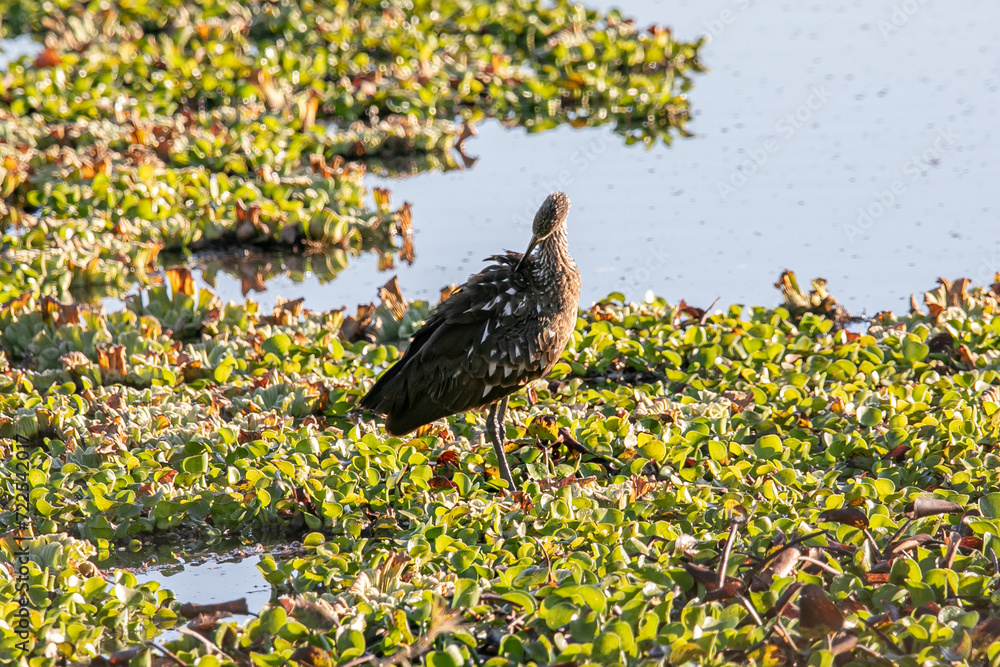 El carrao, caraú o guariao o karãu en guaraní es una especie de ave ...