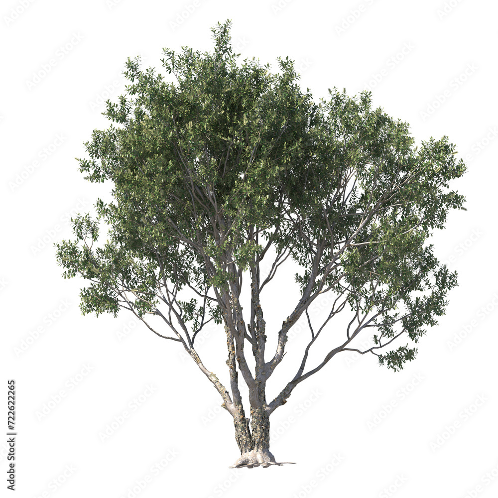 Melaleuca quinquenervia, broad-leaved paperbark, paper bark tea tree ...