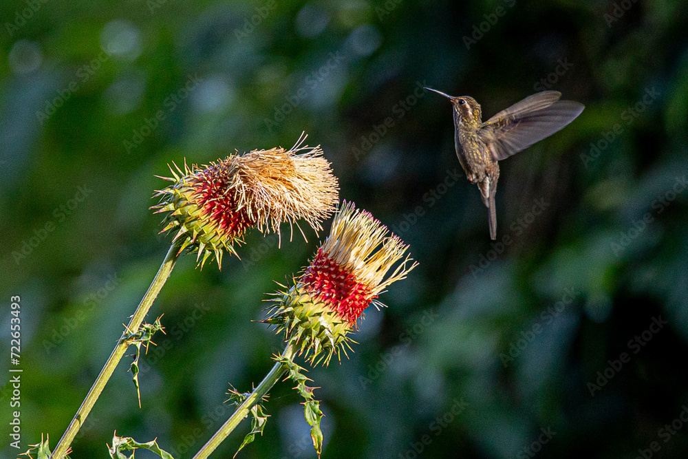 Phaethornis es un género de aves apodiformes de la familia de los ...