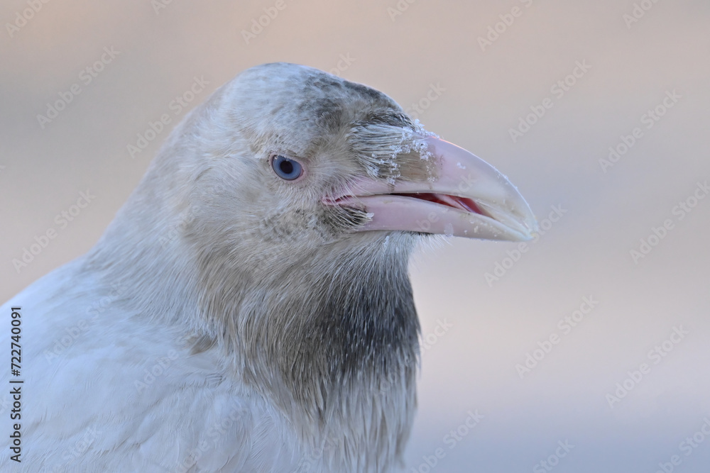 A rare white raven with bright blue eyes, the result of leucism caused ...