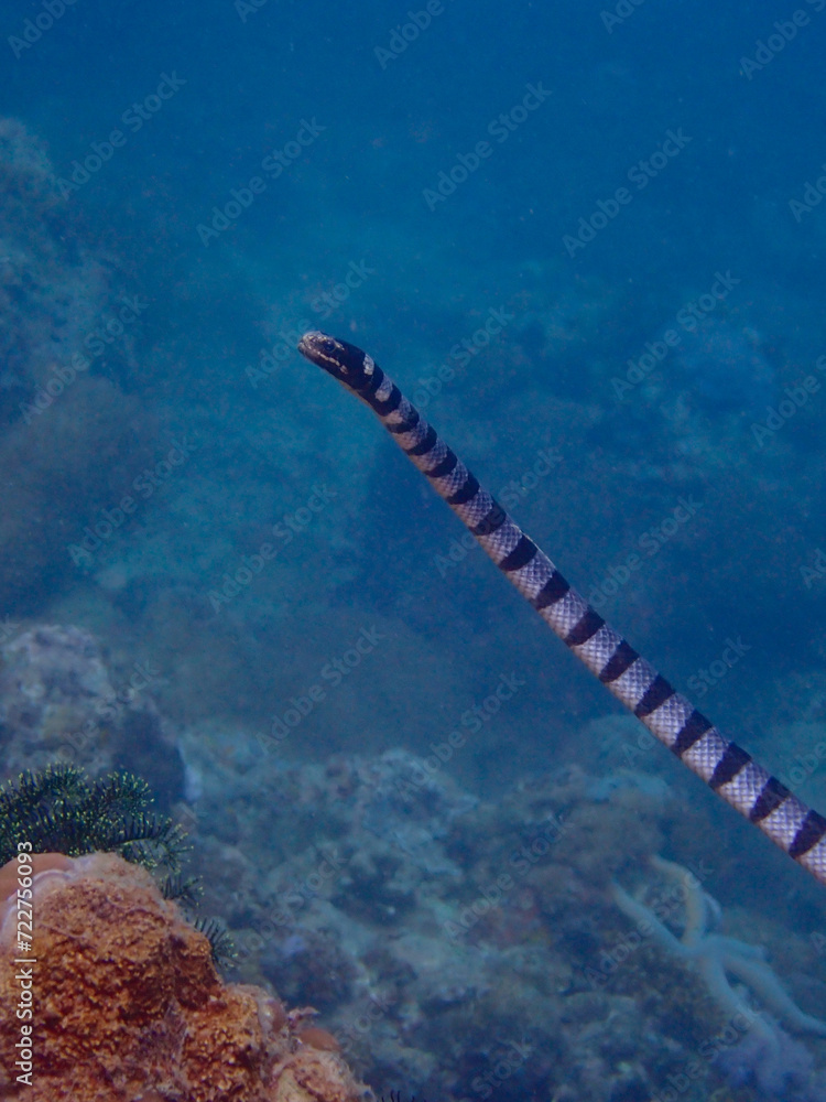 Sea snake underwater. A sea snake swims vertically upward underwater on ...
