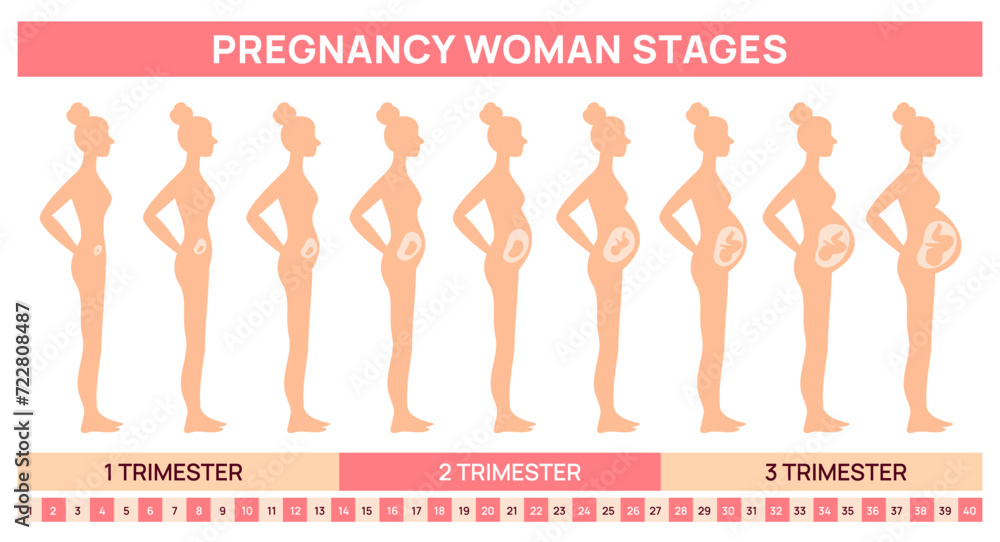 Fetal development stages in womb. Pregnancy woman silhouette. Gradual ...