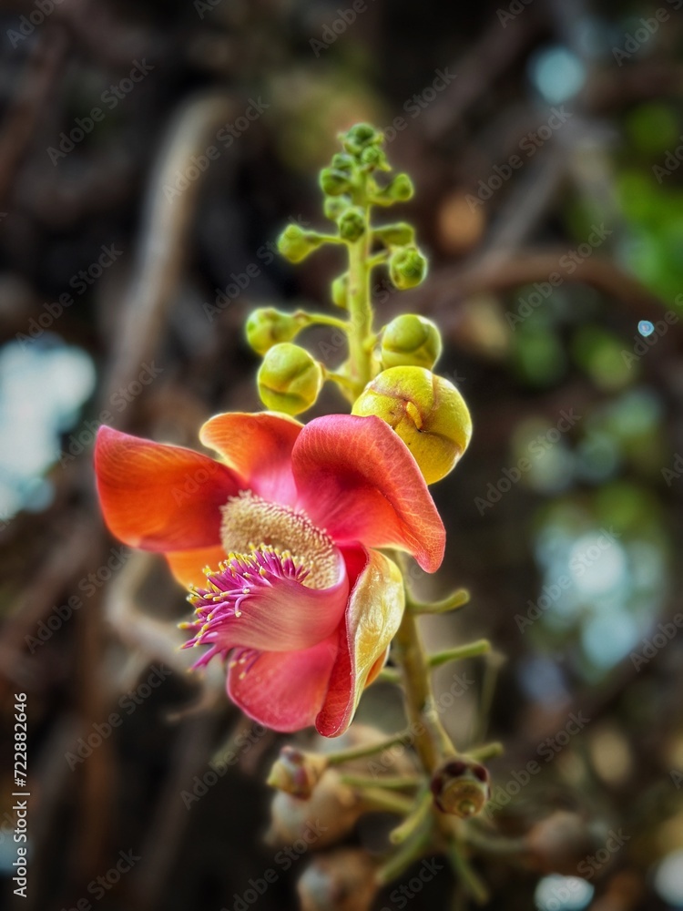 Shorea robusta, Sal tree, Red shala tree is revered by buddhist, the ...