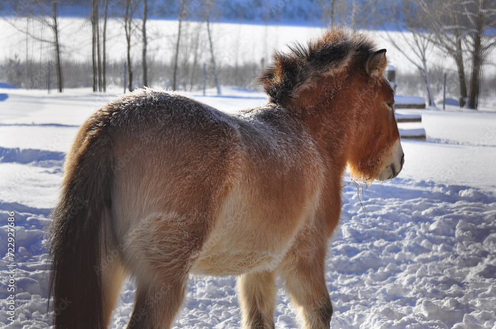 Animals are a traditionally (since the time of Aristotle) distinguished ...