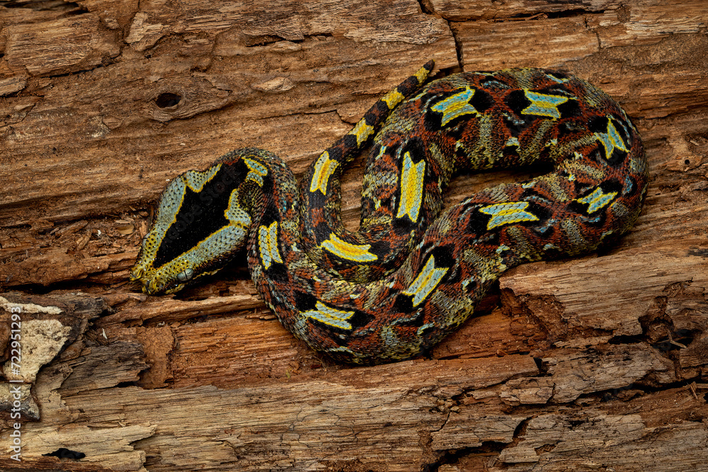Rhinoceros Viper (Bitis nasicornis), also called River Jack, brightly ...
