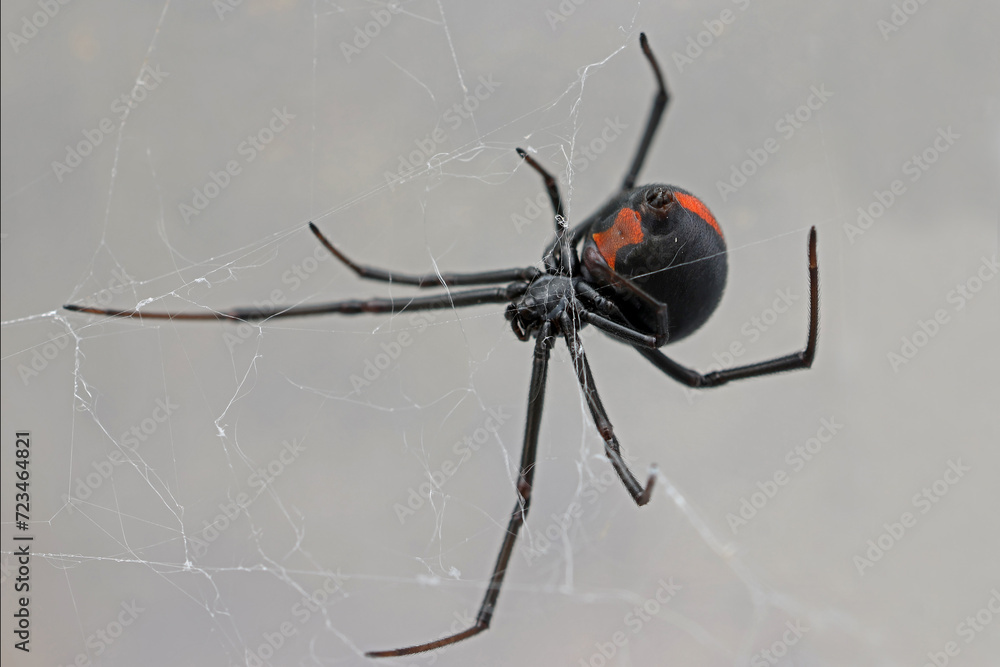 Australian Redback Spider spinning web Stock Photo | Adobe Stock