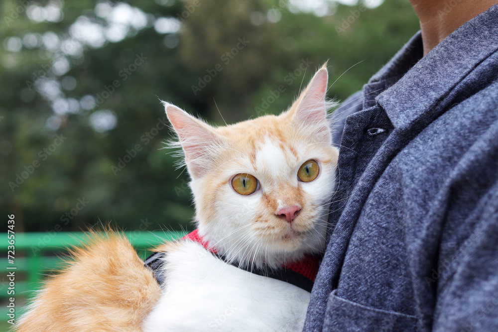 Outdoor portrait of Asian man holding and giving gentle touch to cat ...