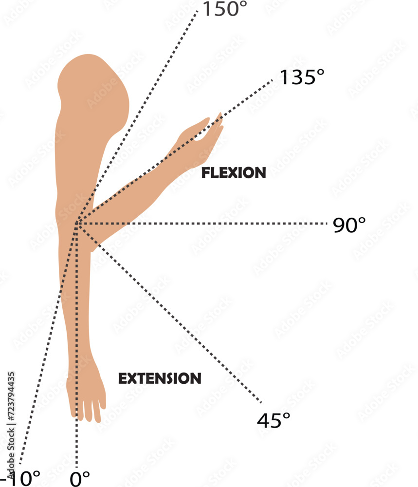 Arm Flexion and Extension Diagram Exploring Anatomy, Muscles, and Range ...