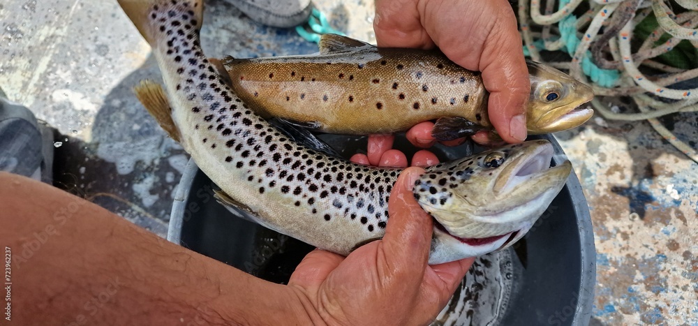 Sevan trout Salmo ischchan is an endemic fish species of Lake Sevan in ...