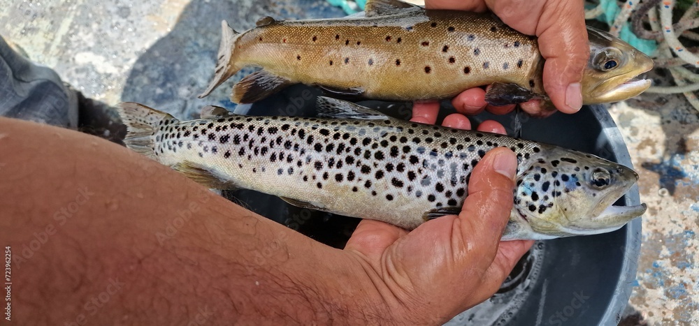 Stock-Foto „Sevan trout Salmo ischchan is an endemic fish species of ...