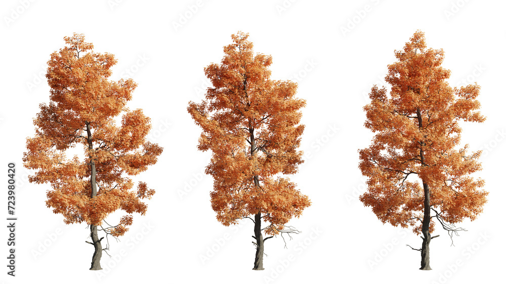 set of Acer buergerianum trees, cutouts, 3D rendering with transparent ...