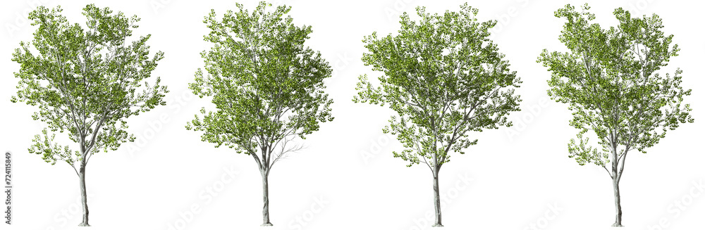 Isolated trees cutout collections transparent backgrounds 3d render png ...