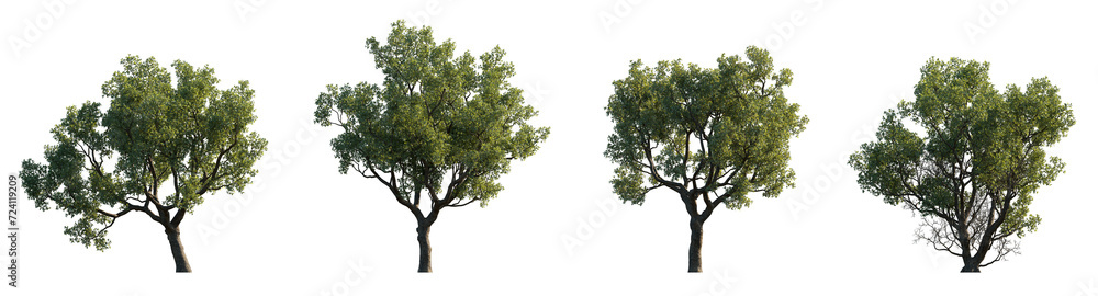 Quercus faginea Portuguese oak frontal set trees street summer trees ...
