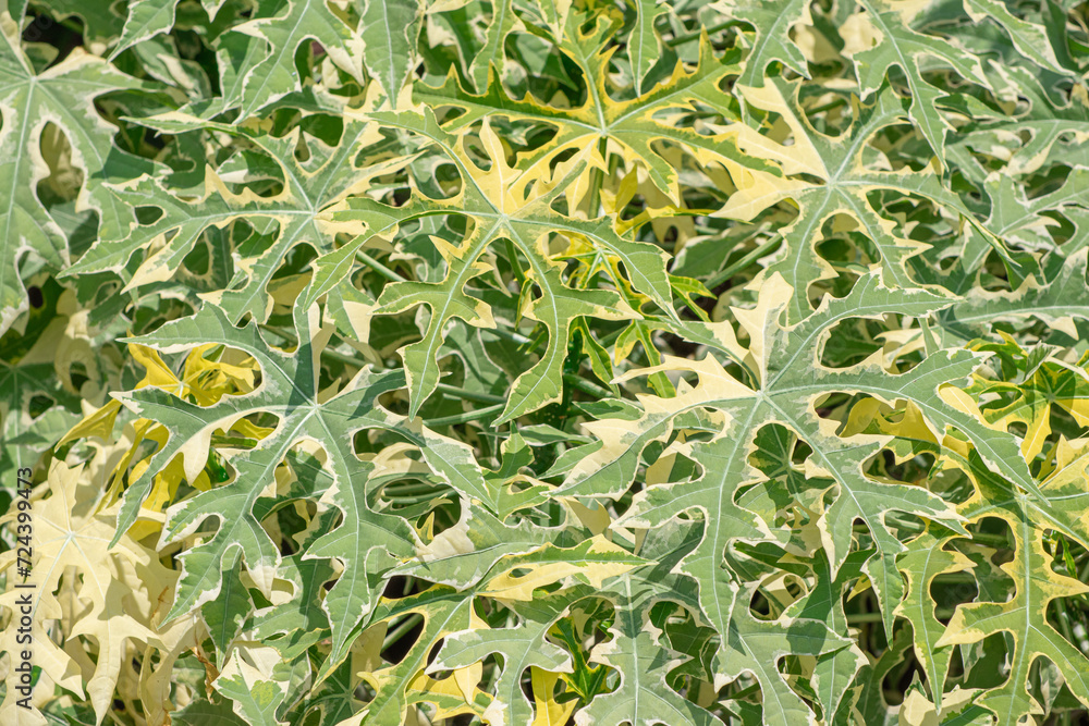 Variegated leaves of Chaya or Japanese papaya plant (Cnidoscolus ...