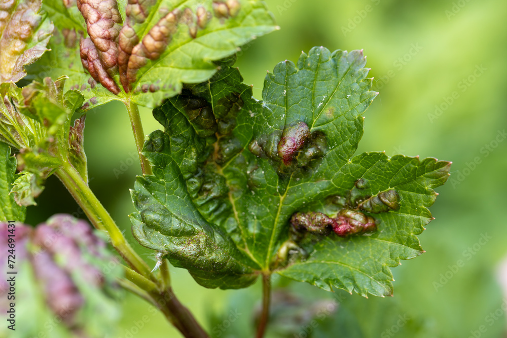 Red currant leaves attacked by the fungus Anthracnose. Gallic aphids on ...