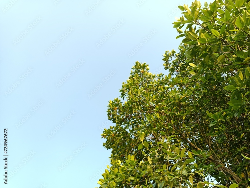 Rhizophora stylosa, the spotted mangrove, red mangrove, small stilted ...