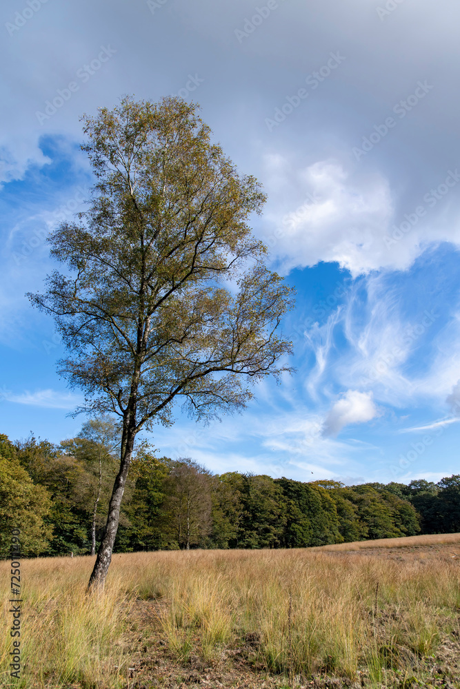 Vertical view over some of the heathlands and woodlands of Hoge Veluwe ...