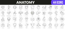 Anatomy Doodles Free Stock Photo - Public Domain Pictures