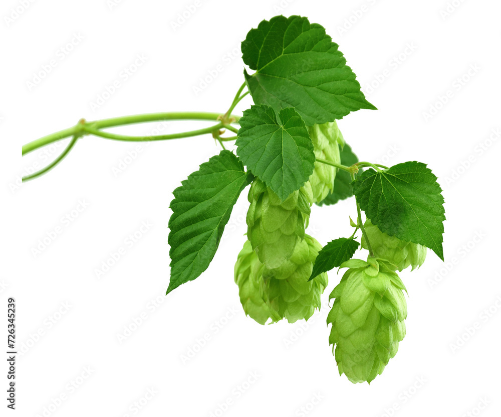 branches of hops with leaves. hops plant on transparent, png. green ...