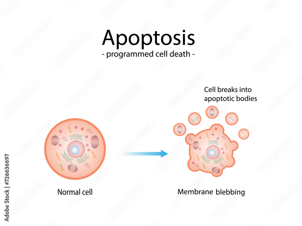 Apoptosis. Programmed cell death. Aging process in cells. Stages of ...