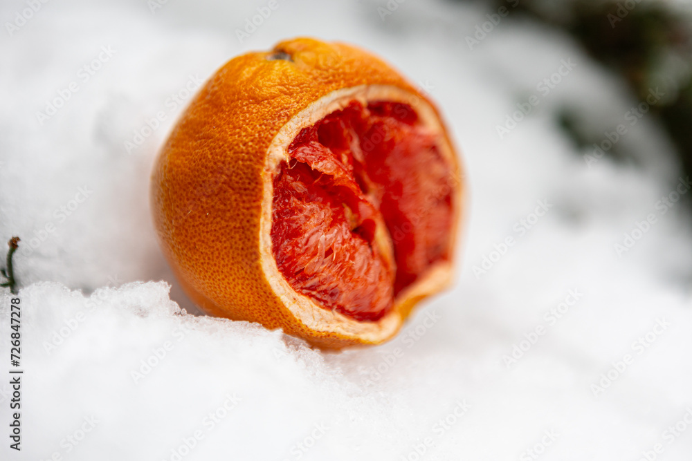 fruit grapefruit that have gone bad. food mold. fridge fungus. spoiled ...