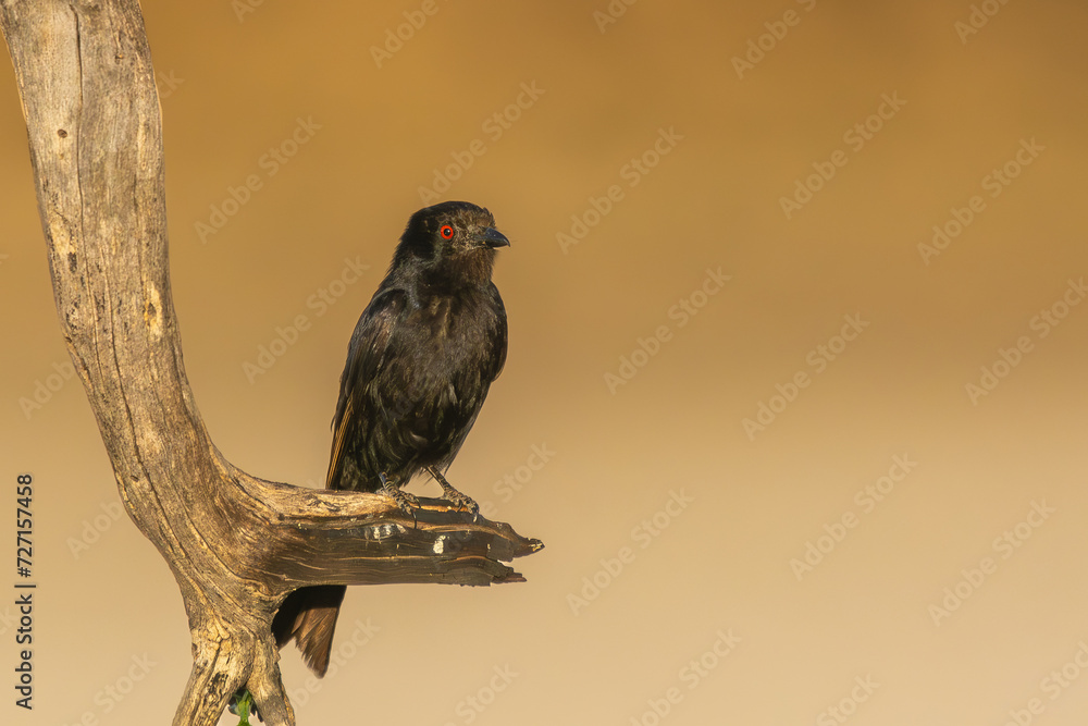Fork-tailed drongo, common drongo, African drongo - Dicrurus adsimilis ...
