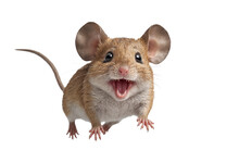 Funny Cute Mouse Free Stock Photo - Public Domain Pictures