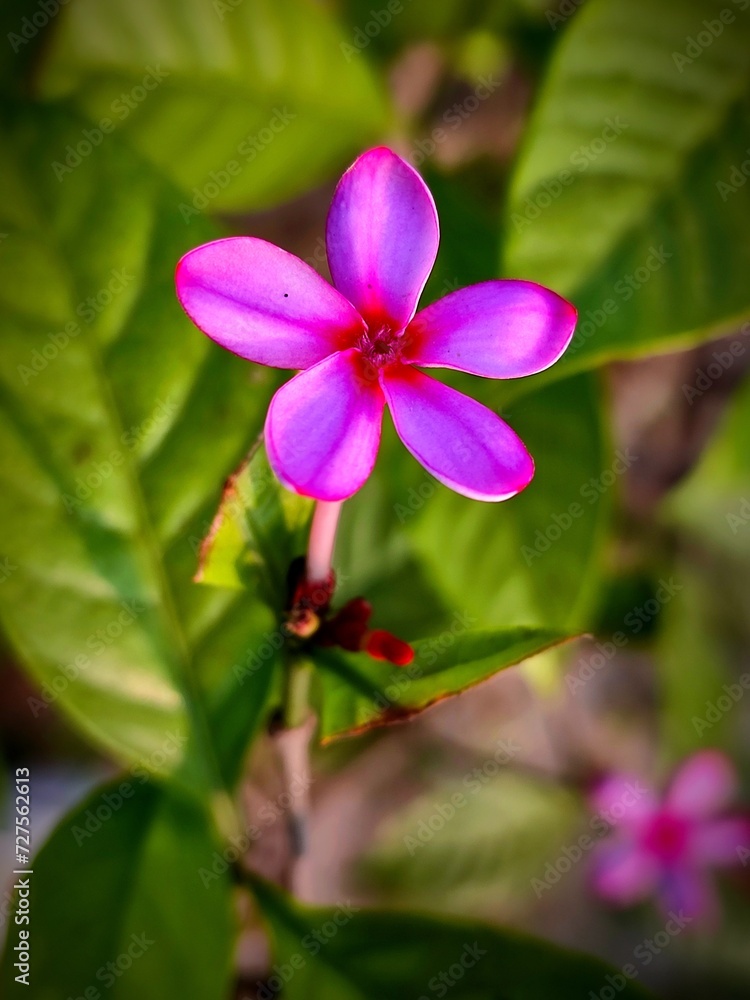 Kopsia Fruticosa or Pink Kopsia flower in garden. Beautiful pink color ...