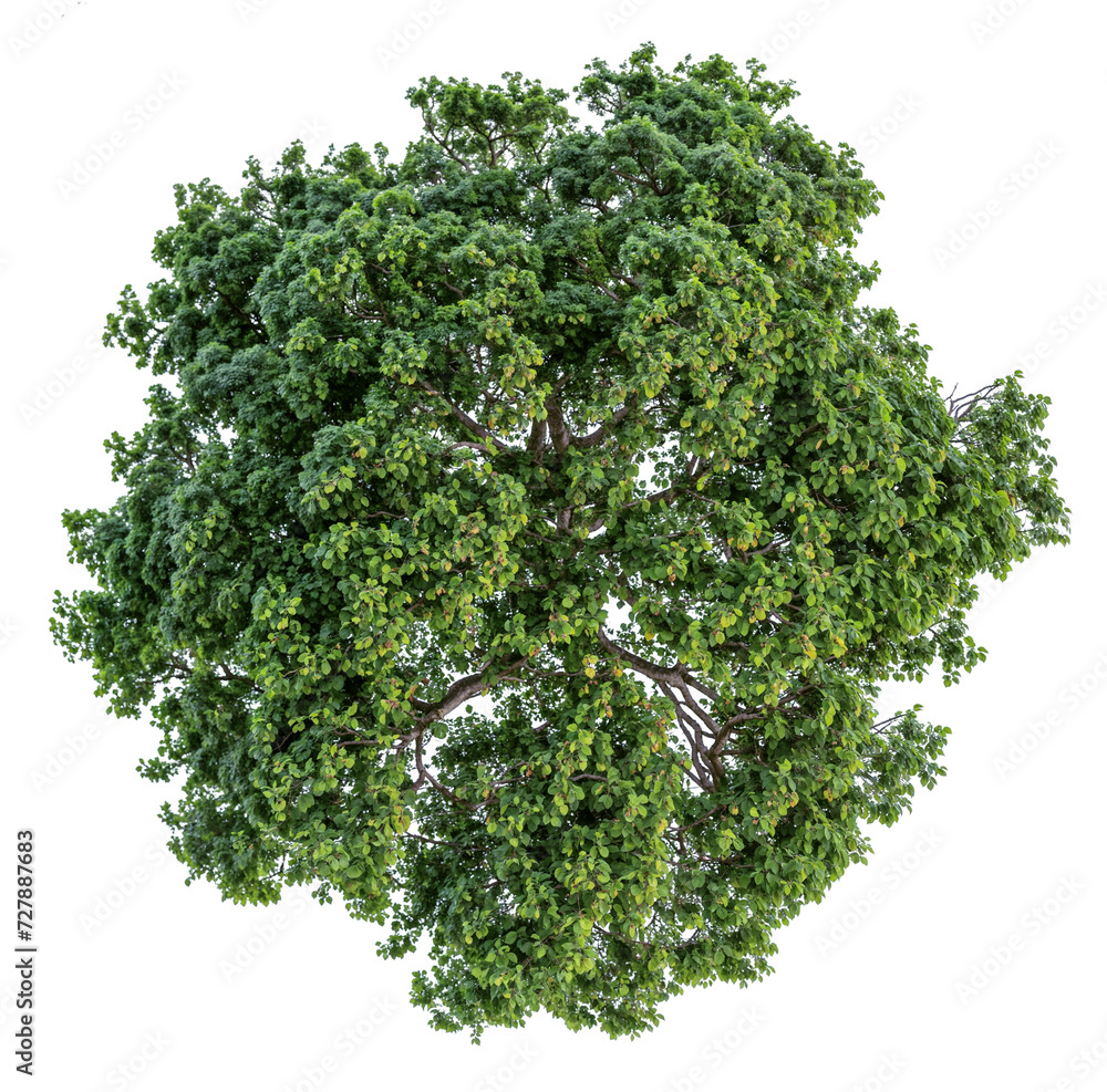 high quality top view tree removed original background PNG transparent ...