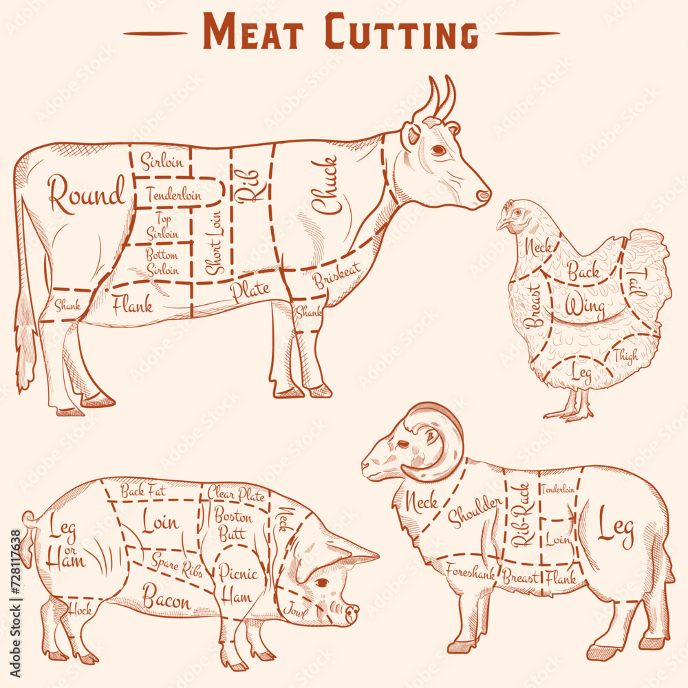 Butcher's vector diagram for cutting meat. Cows, pig, lamb and chicken ...