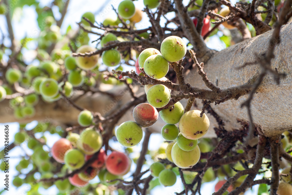 ficus racemosa, ficus fruit. cluster fig fruit Stock Photo | Adobe Stock