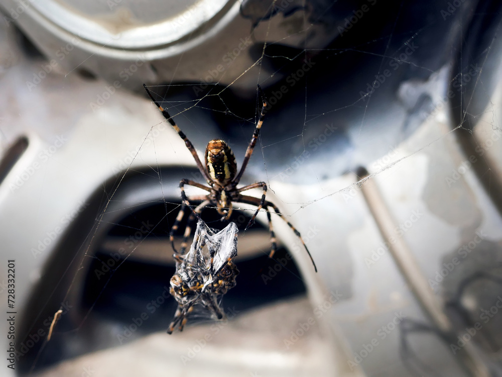 Cannibalism. The female of Wasp spider (Argiope bruennichi) entangled with a web and devoured ...